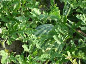 ING.AGRONOMOS DEL CENTRO MAYA GENERACION 2010-2014: CULTIVO DE SANDIA